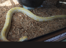 BABY GATOR POD – Gatorama