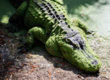 BABY GATOR POD – Gatorama