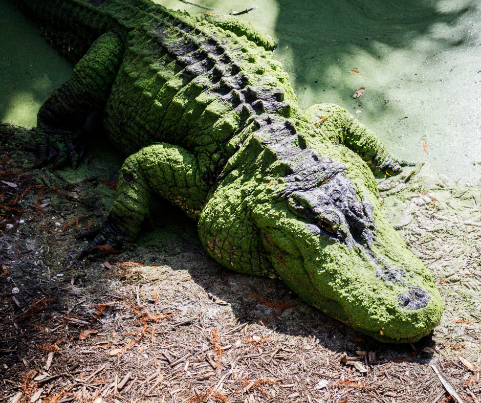 GRANDPA AND ‘THE OL’ GATOR HOLE’ – Gatorama