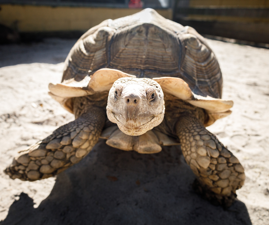 Exhibits – Gatorama