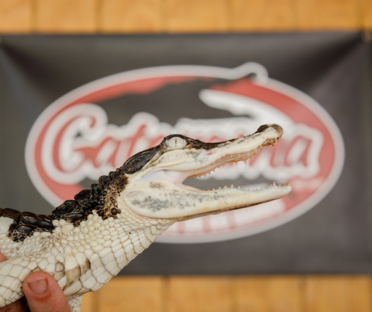 Admission – Gatorama