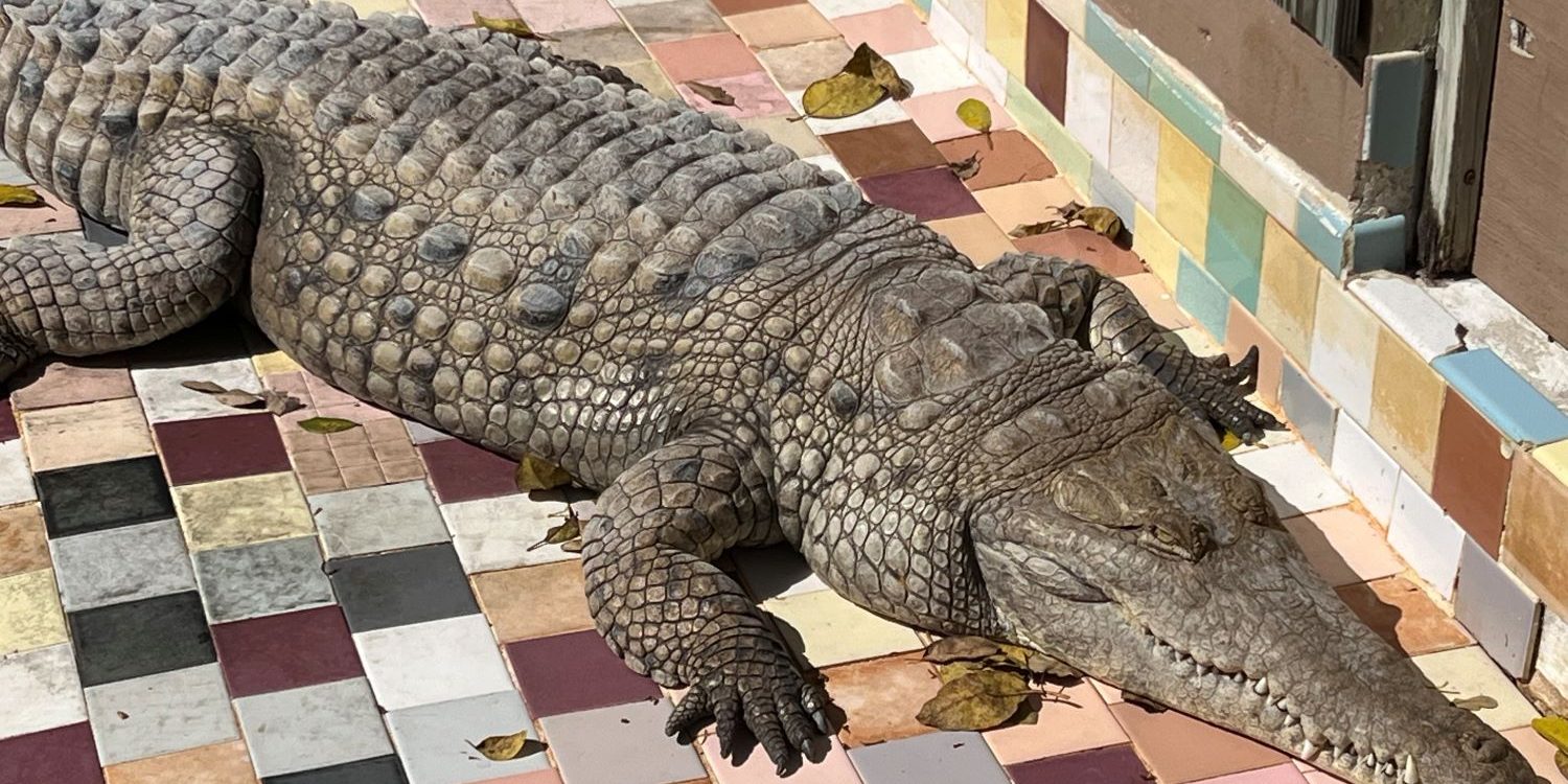 Orinoco Crocodile Image Of An Orinoco Crocodile (Crocodylus